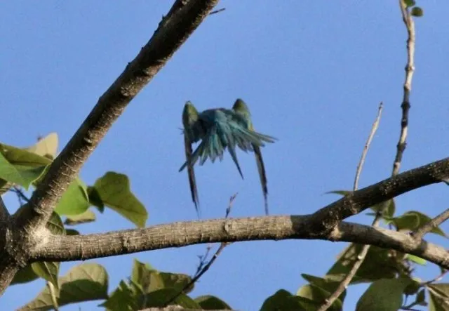 30 Hilarious Failed Bird Photography Attempts