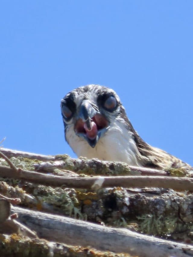 30 Hilarious Failed Bird Photography Attempts