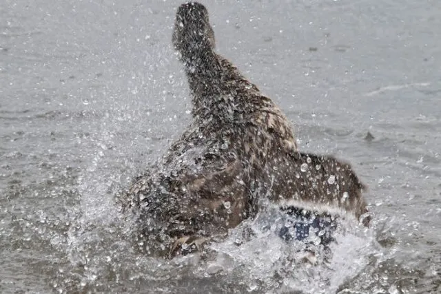 30 Hilarious Failed Bird Photography Attempts