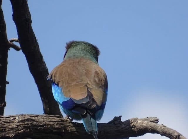 30 Hilarious Failed Bird Photography Attempts