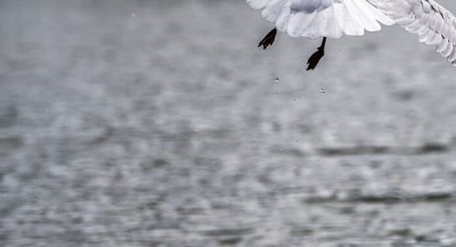 30 Hilarious Failed Bird Photography Attempts