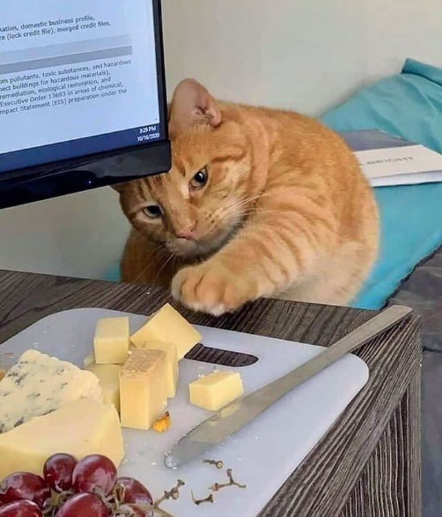 30 Funny Moments When Pets Failed At Food Theft