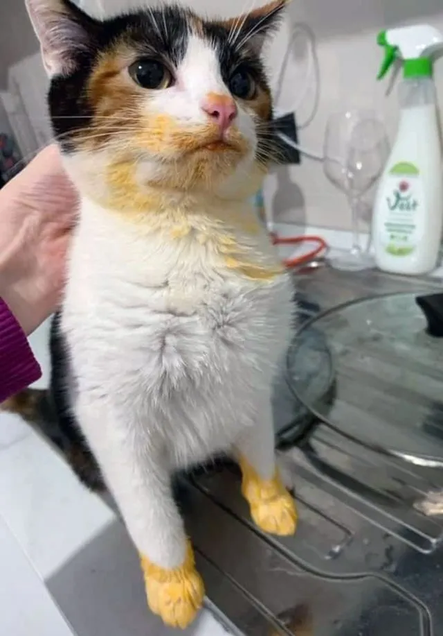 30 Funny Moments When Pets Failed At Food Theft