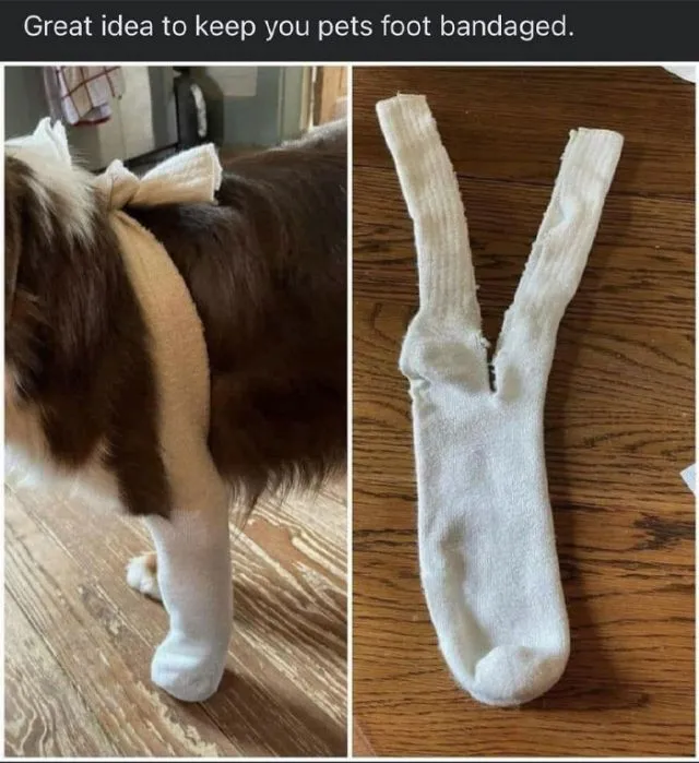 30 Memes That Dog Owners May Find Humorously Relatable