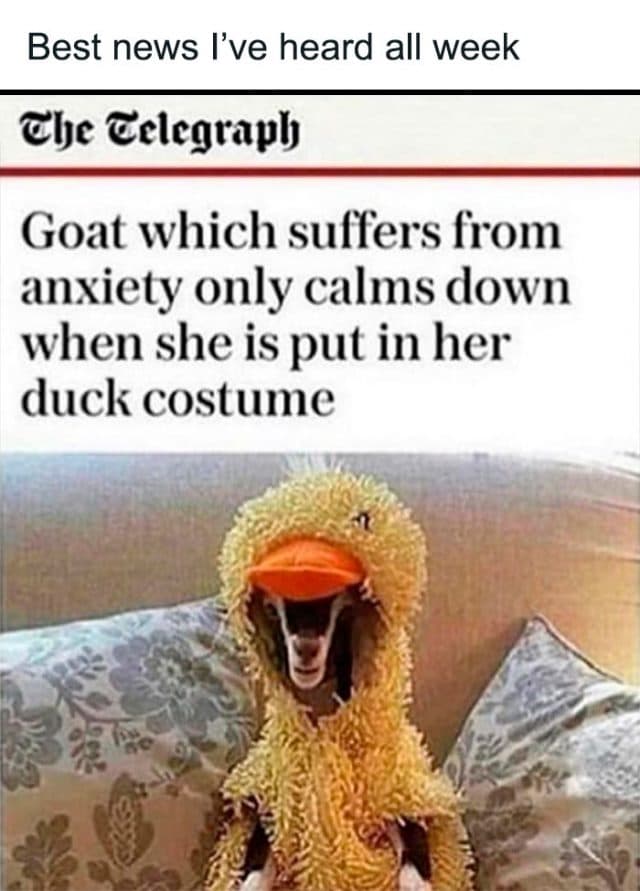 30 Funny 'British Memes'
