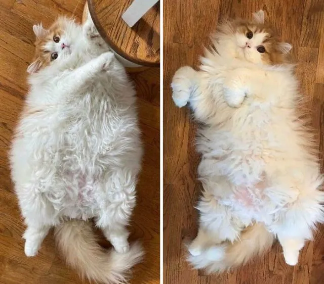 30 Heartwarming Fat Cat Weight Loss Transformations