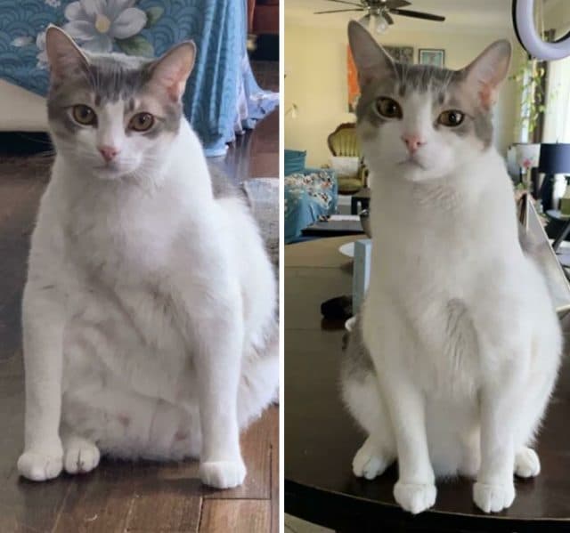30 Adorable Chubby Cats' Journey To Healthier Lives
