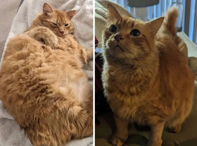 30 Heartwarming Fat Cat Weight Loss Transformations