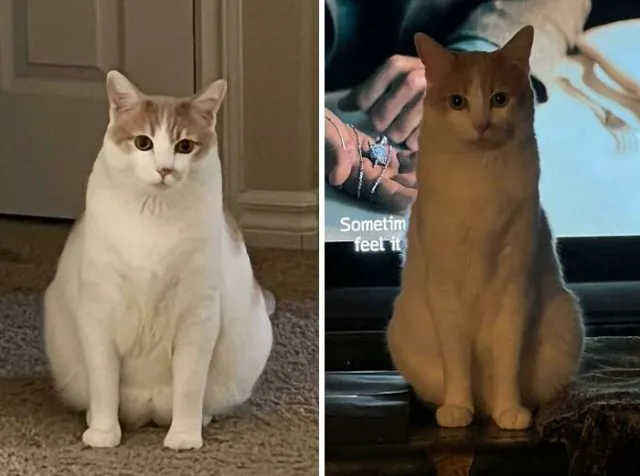30 Heartwarming Fat Cat Weight Loss Transformations