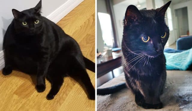30 Adorable Chubby Cats' Journey To Healthier Lives