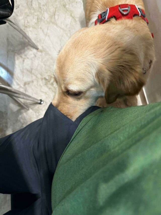 30 Hilarious Pups That Left Their Owners Scratching