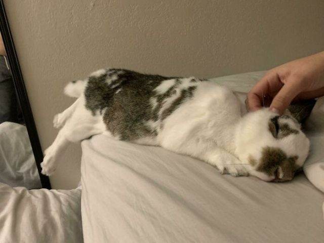 30 Incredibly Cute Pictures Of Pets Enjoying A Nap