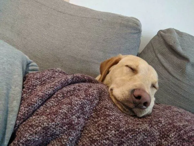 30 Incredibly Cute Pictures Of Pets Enjoying A Nap
