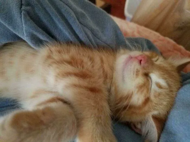 30 Incredibly Cute Pictures Of Pets Enjoying A Nap