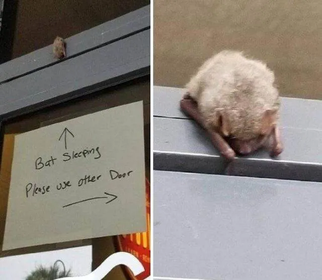 30 Incredibly Cute Pictures Of Pets Enjoying A Nap