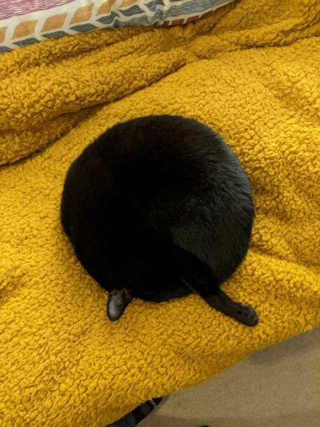 30 Delightfully Funny Images Of Plump And Round Animals