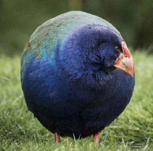 30 Delightfully Funny Images Of Plump And Round Animals