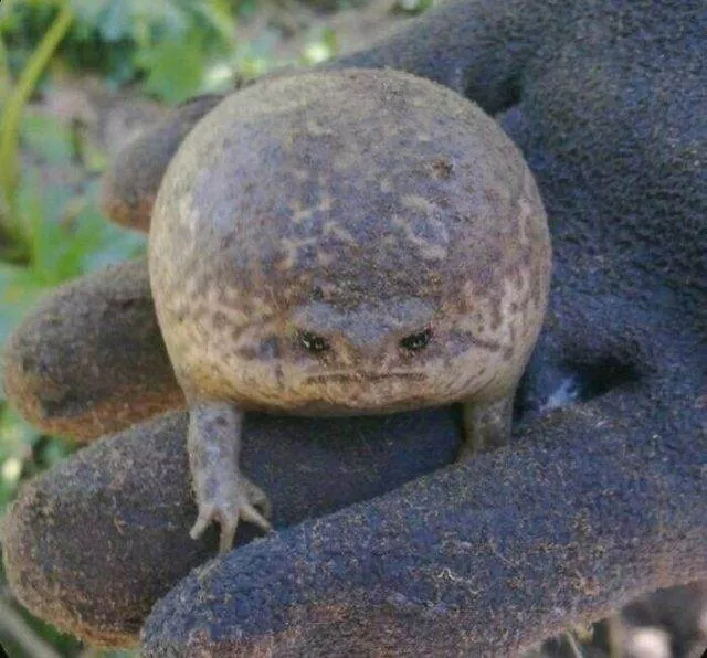 30 Delightfully Funny Images Of Plump And Round Animals