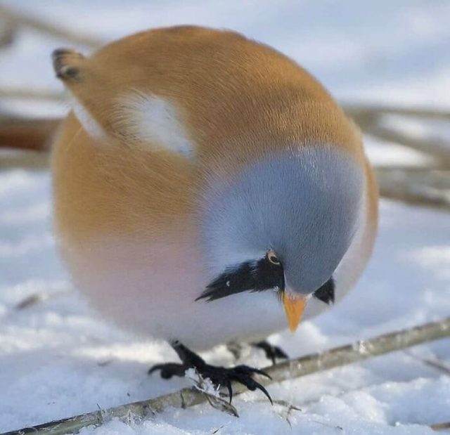 30 Delightfully Funny Images Of Plump And Round Animals