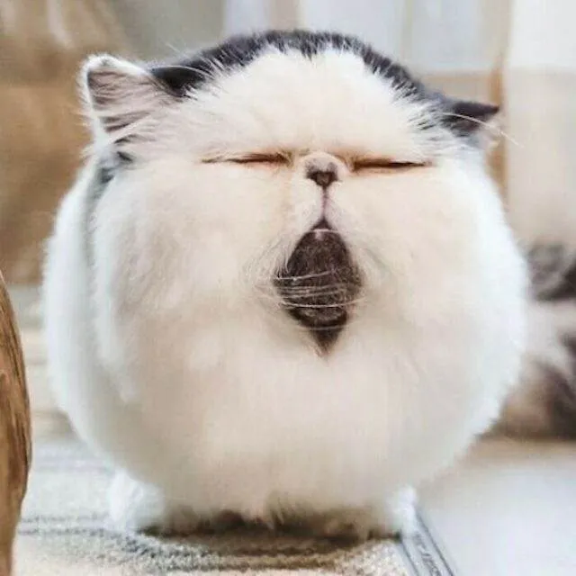 30 Delightfully Funny Images Of Plump And Round Animals