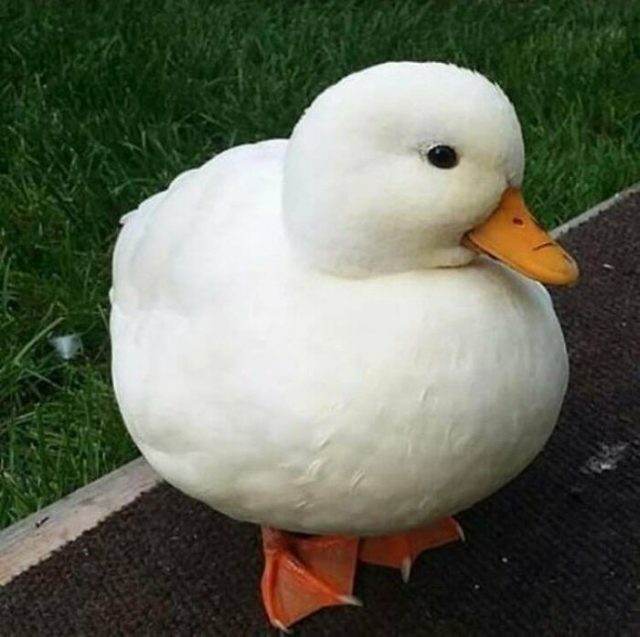 30 Delightfully Funny Images Of Plump And Round Animals