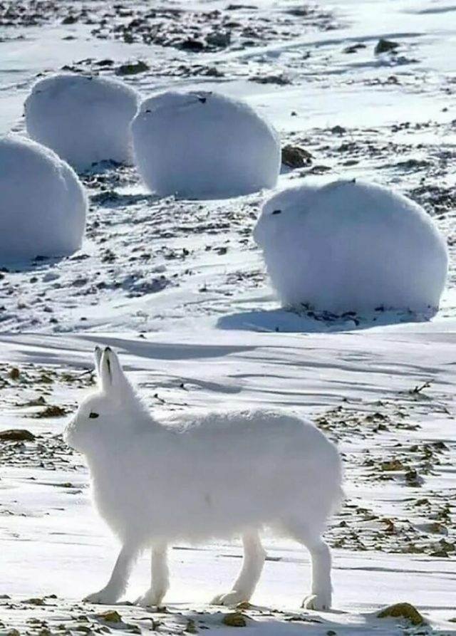 30 Delightfully Funny Images Of Plump And Round Animals