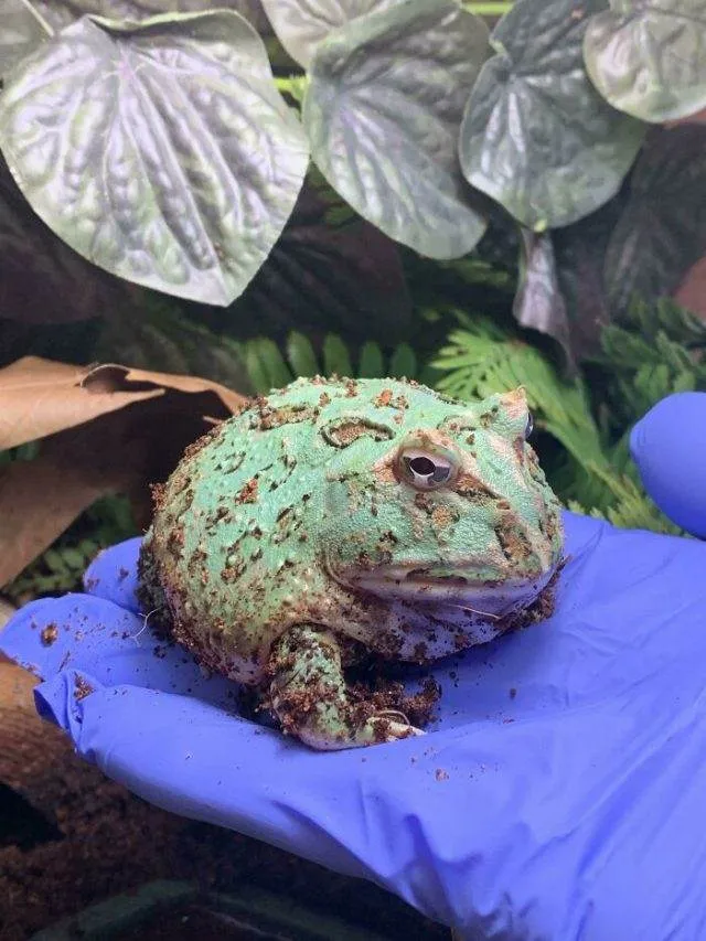 30 Delightfully Funny Images Of Plump And Round Animals