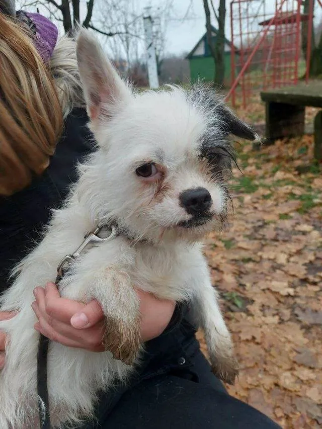 30 Of The Most Heartwarming Pics Of Happily Adopted Pets