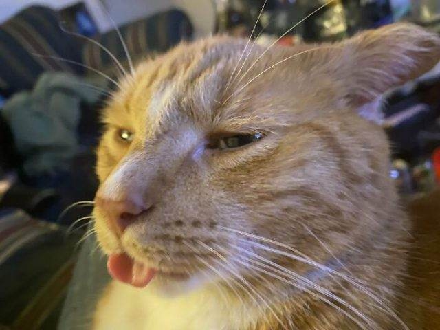 30 Of The Most Heartwarming Pics Of Happily Adopted Pets