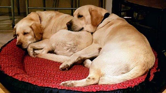 30 Of The Most Heartwarming Pics Of Happily Adopted Pets