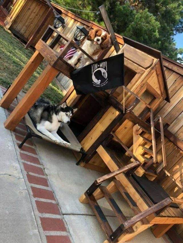 30 Times Dogs Got Only The Best Dog Houses