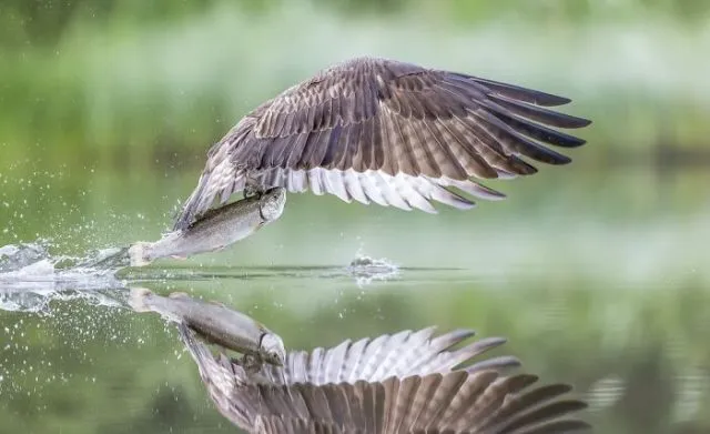 30 Breathtaking And Extraordinary Wildlife Photographs