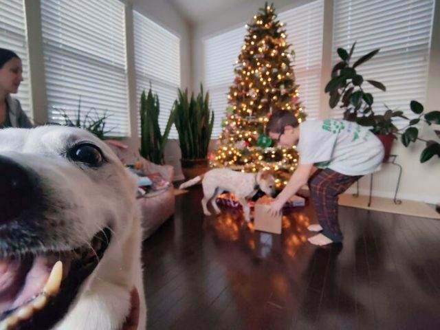30 Adorable Times Pets Made Christmas