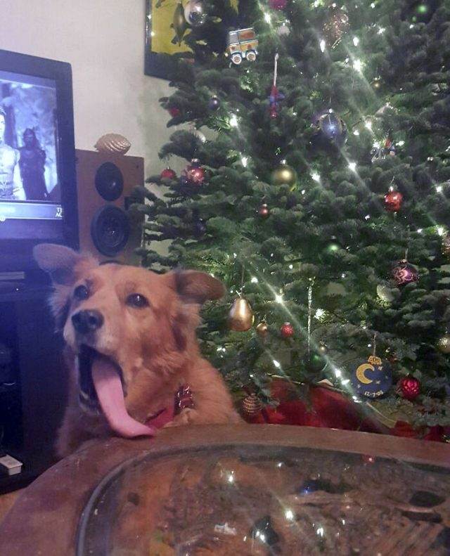 30 Adorable Times Pets Made Christmas