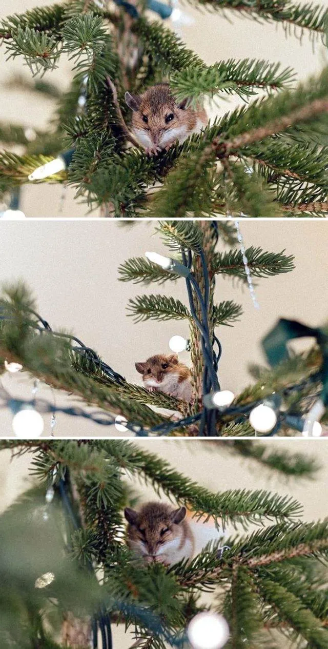 30 Adorable Times Pets Made Christmas