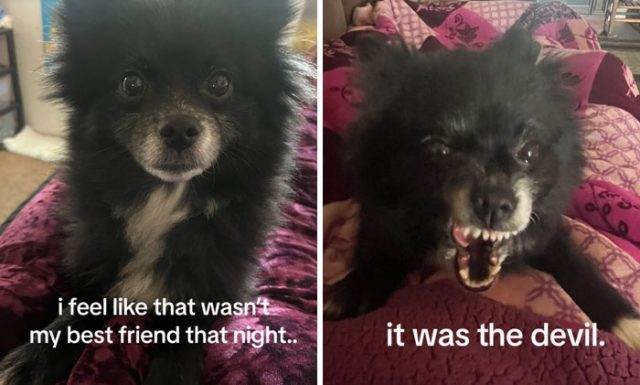 30 Hilarious Pets Showing Their Adorable Sides