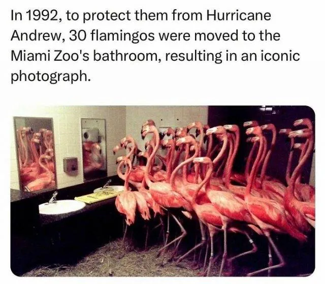 30 Instances When Animals Became The Ideal Meme