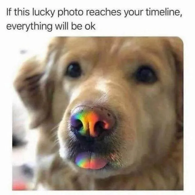 30 Instances When Animals Became The Ideal Meme