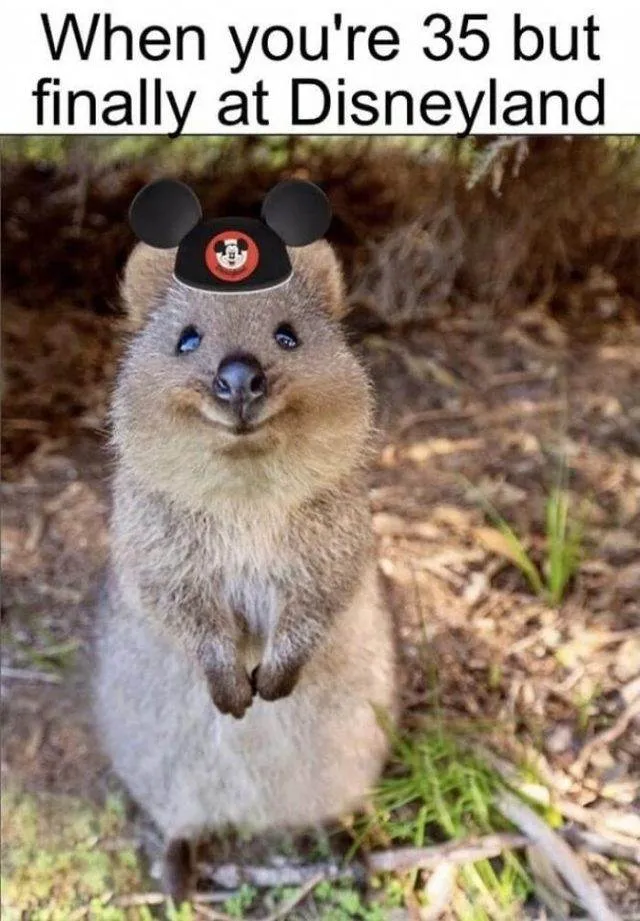 30 Hilarious Memes For Disney Fans And Everyone WhoLaughS