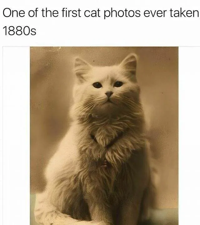 30 Hilarious Cat Memes To Brighten Your Day