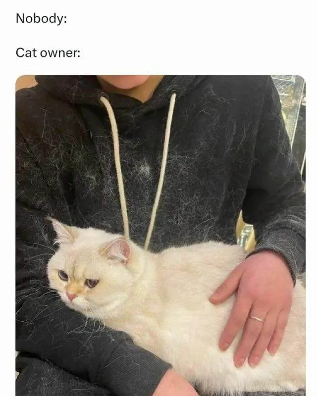 30 Hilarious Cat Memes To Brighten Your Day