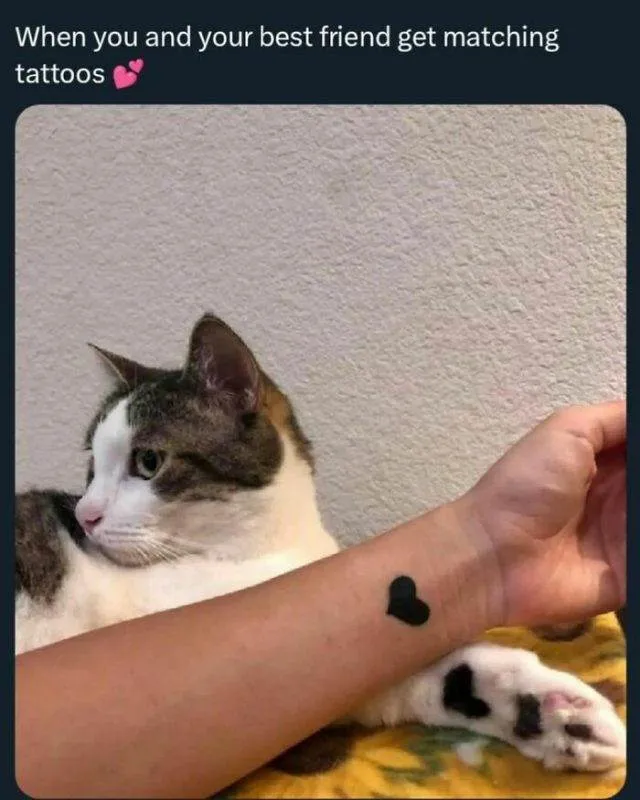 30 Hilarious Cat Memes To Brighten Your Day