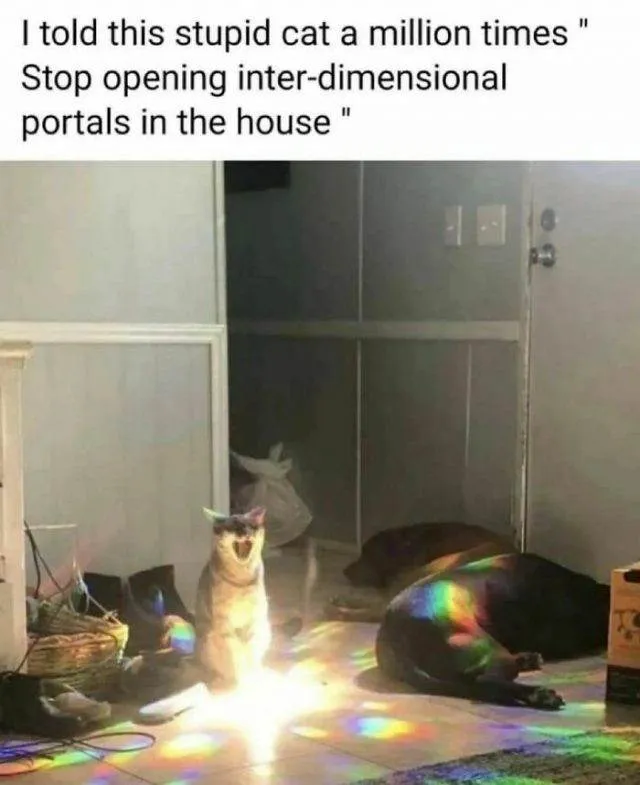 30 Hilarious Cat Memes To Brighten Your Day