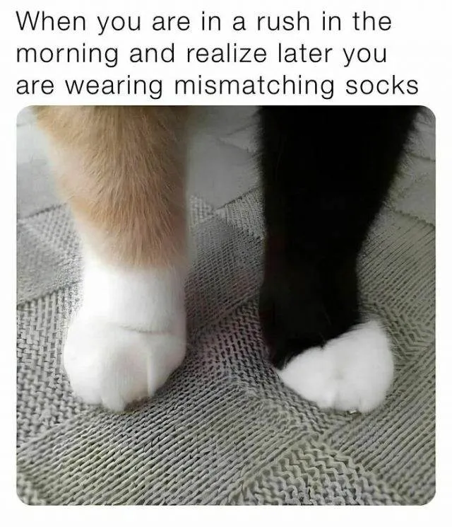 30 Hilarious Cat Memes To Brighten Your Day