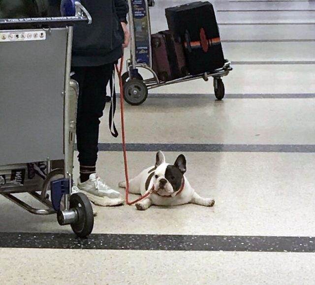 30 Hilarious And Bizarre Airport Photos