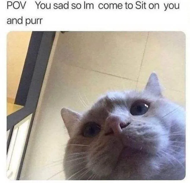 30 Irresistibly Cute Animal Memes To Instantly Brighten