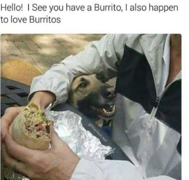 30 Irresistibly Cute Animal Memes To Instantly Brighten