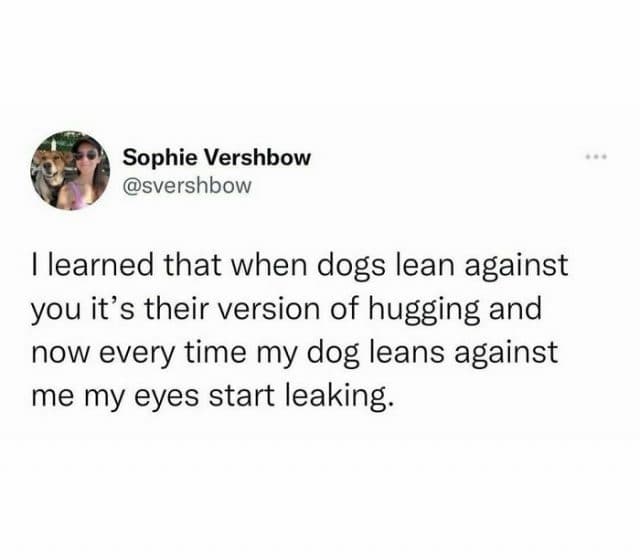30 Heartwarming Memes For Those Who Prefer Dogs Over