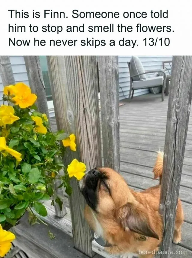 30 Heartwarming Memes For Those Who Prefer Dogs Over