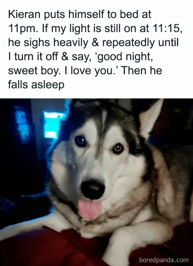 30 Heartwarming Memes For Those Who Prefer Dogs Over